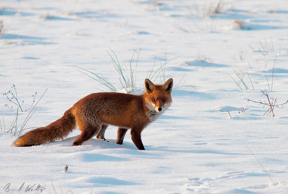 Rotfuchs im Schnee Foto & Bild | tiere, wildlife, säugetiere Bilder auf ...
