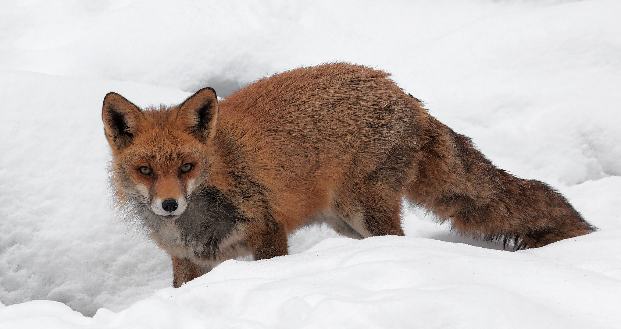 Rotfuchs im Winter 001 Foto & Bild | deutschland, europe, nordrhein ...