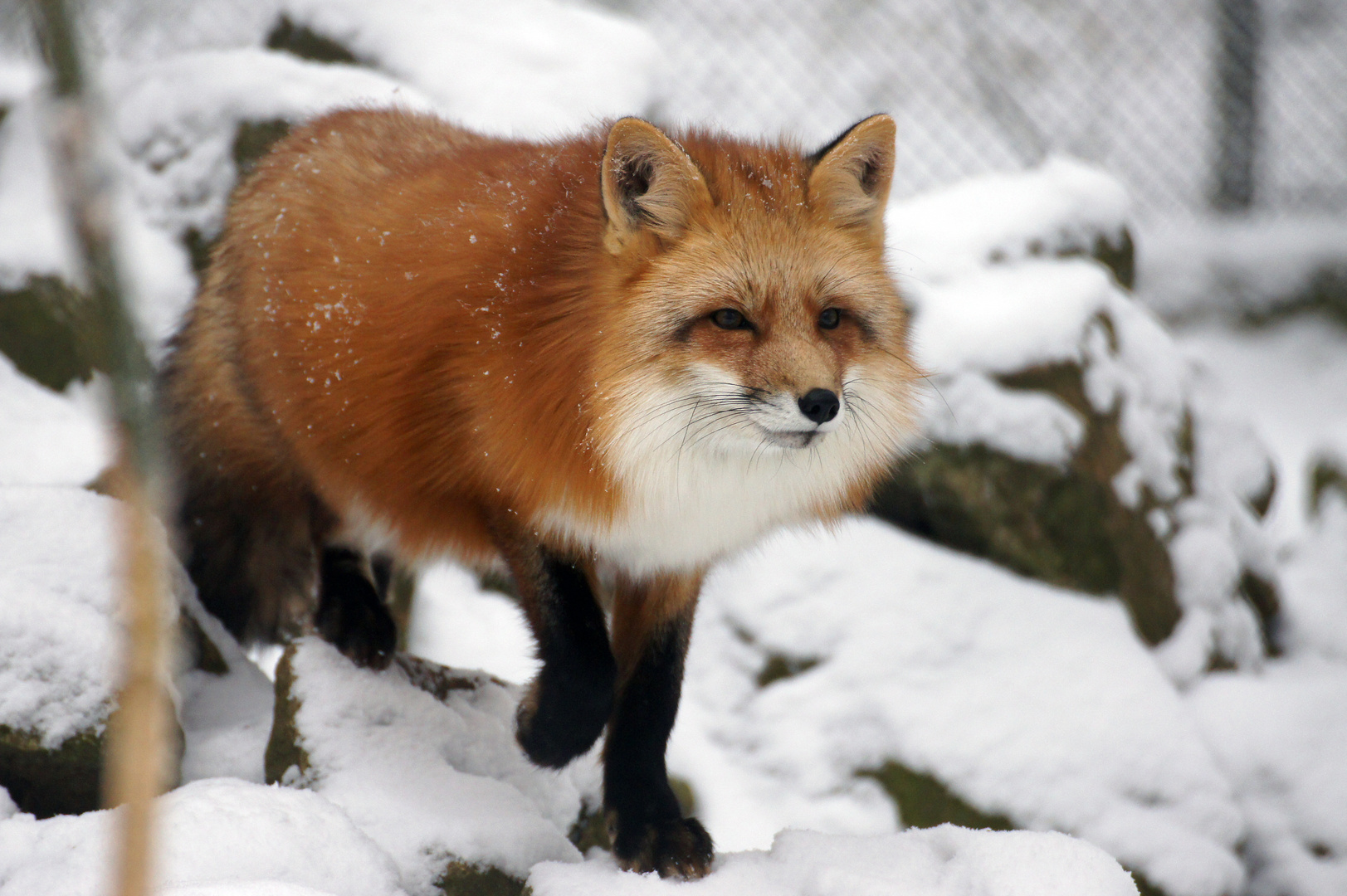 Rotfuchs im Winter Foto & Bild | tiere, natur Bilder auf fotocommunity