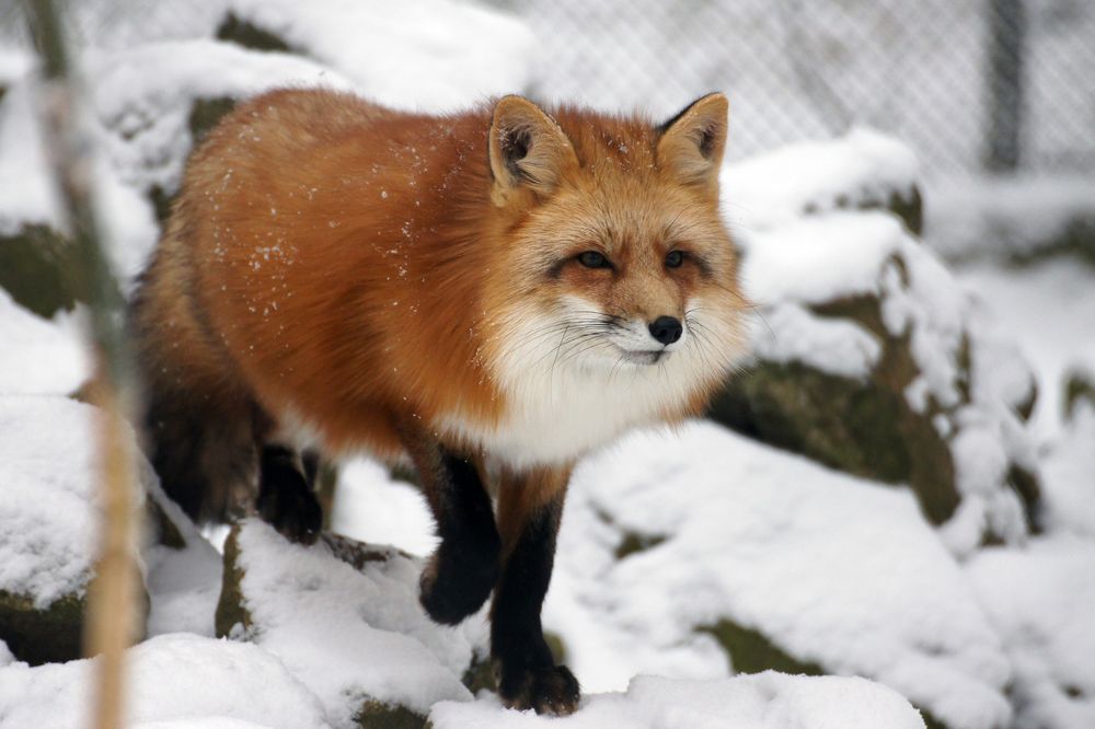 Rotfuchs im Winter Foto & Bild | tiere, natur Bilder auf fotocommunity Rotfuchs im Winter Foto & Bild | tiere, natur Bilder auf fotocommunity