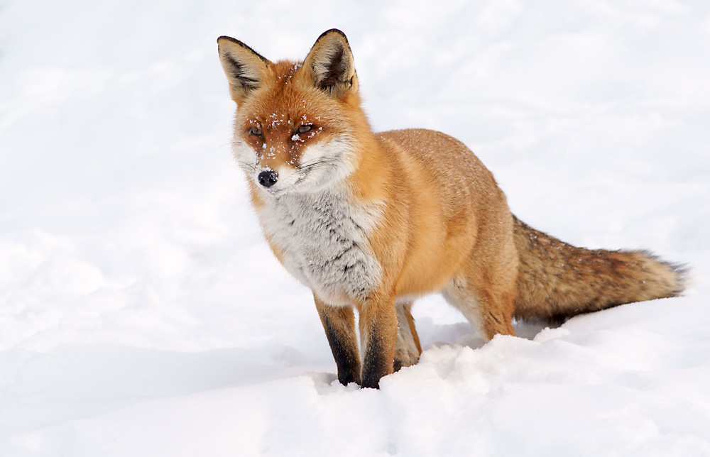 Rotfuchs im Winter Foto & Bild | tiere, zoo, wildpark & falknerei ...