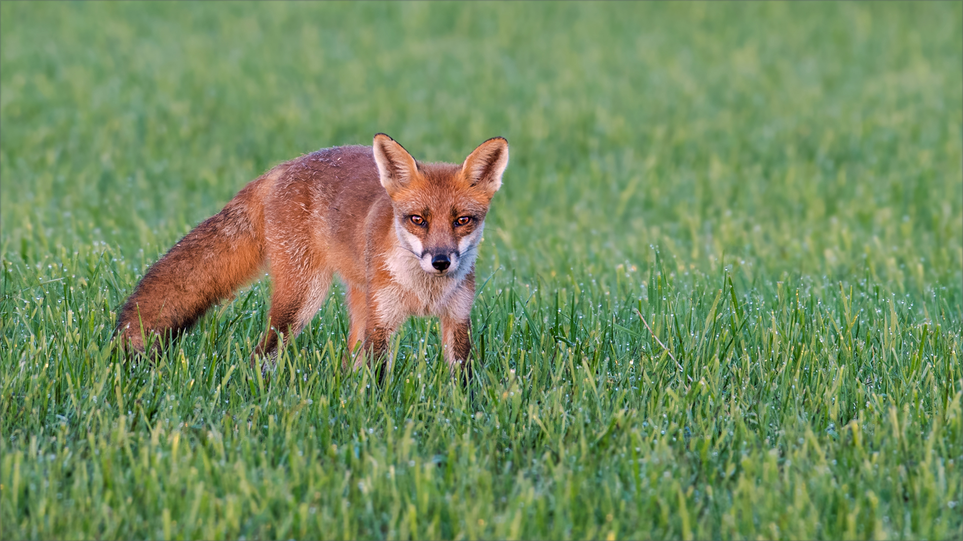 Rotfuchs - Jungtier Foto & Bild | natur, tiere, wildlife Bilder auf ...