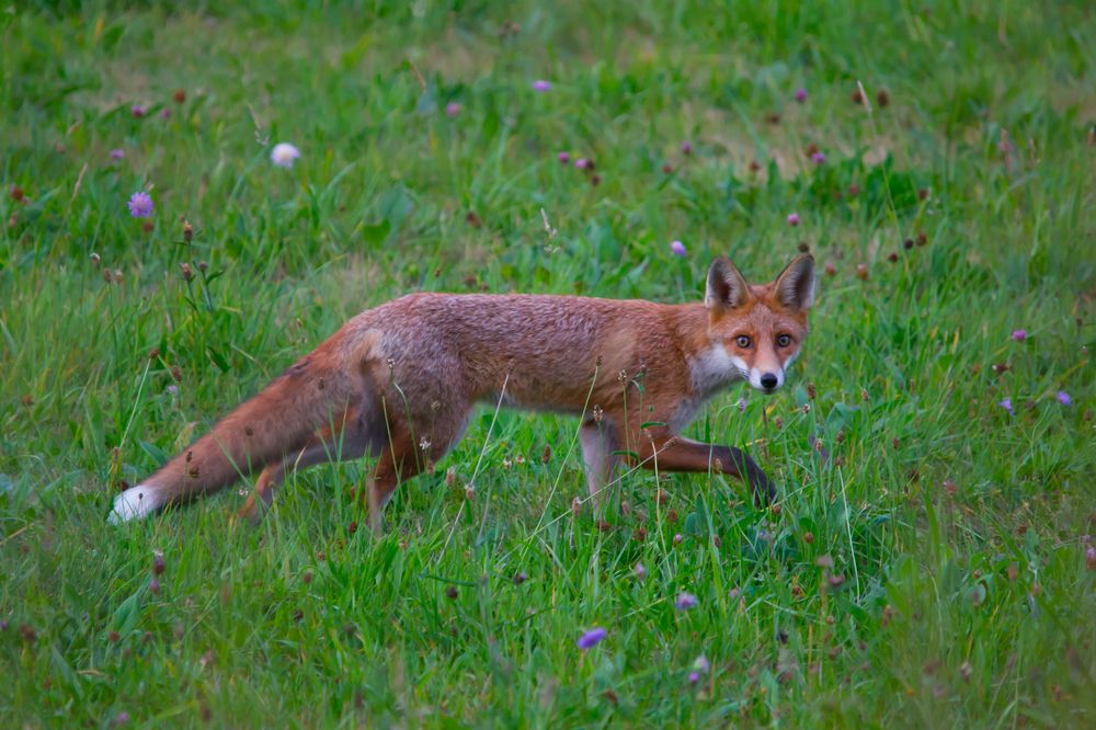 Rotfuchs mit weißer Schwanzspitze Foto & Bild | tiere, wildlife ...
