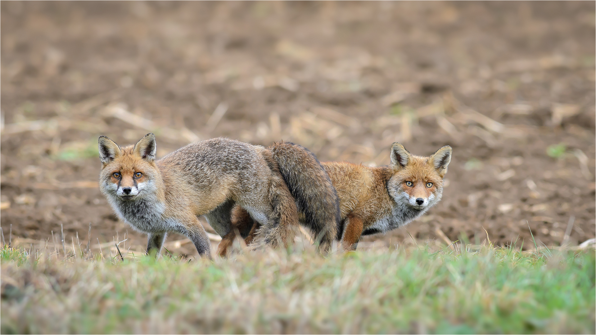 Rotfuchs-Paarung II Foto & Bild | tiere, wildlife, säugetiere Bilder ...