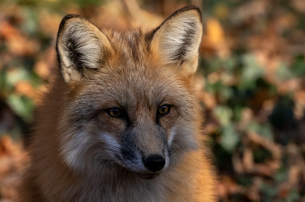 Rotfuchs-Portrait 001 Foto & Bild | deutschland, europe, nordrhein ...