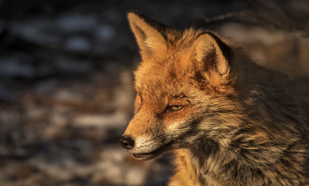 Rotfuchs-Portrait 001 Foto & Bild | deutschland, europe, nordrhein ...