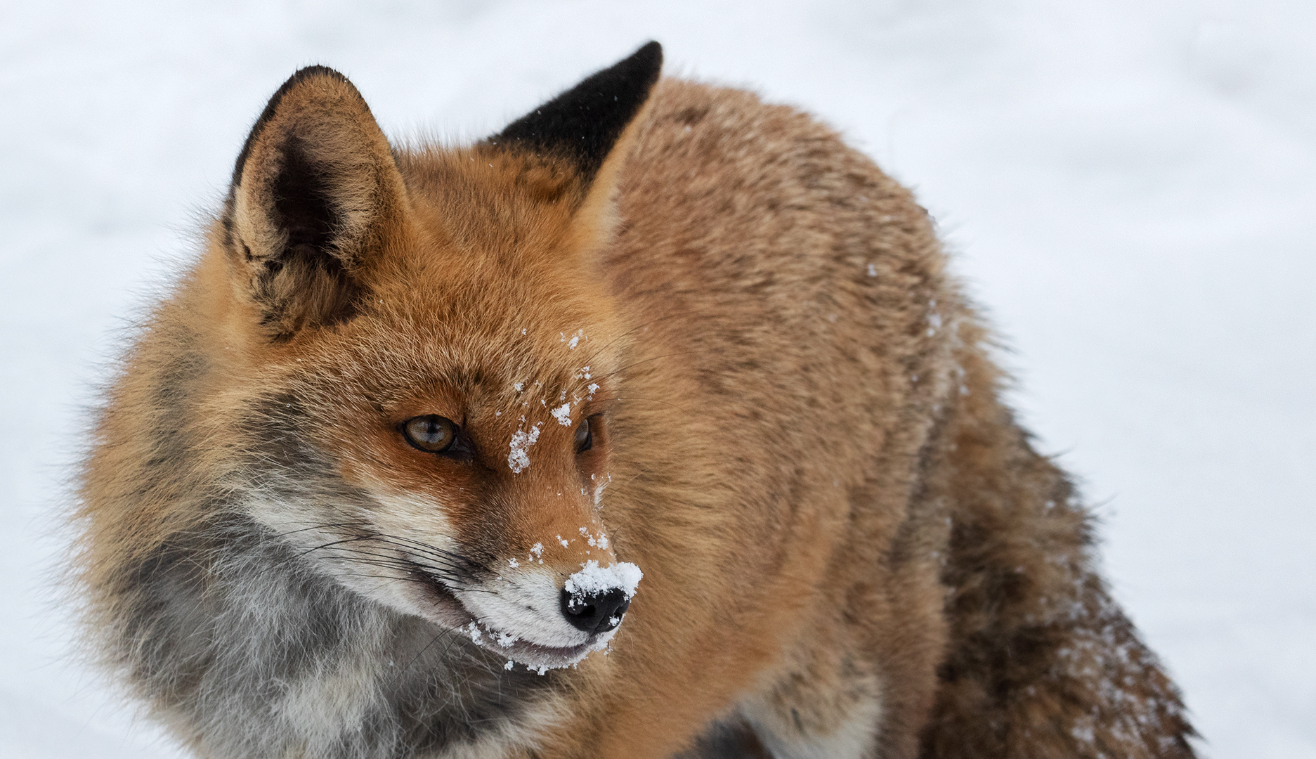 Rotfuchs-Portrait 001 Foto & Bild | world, winter, schnee Bilder auf ...