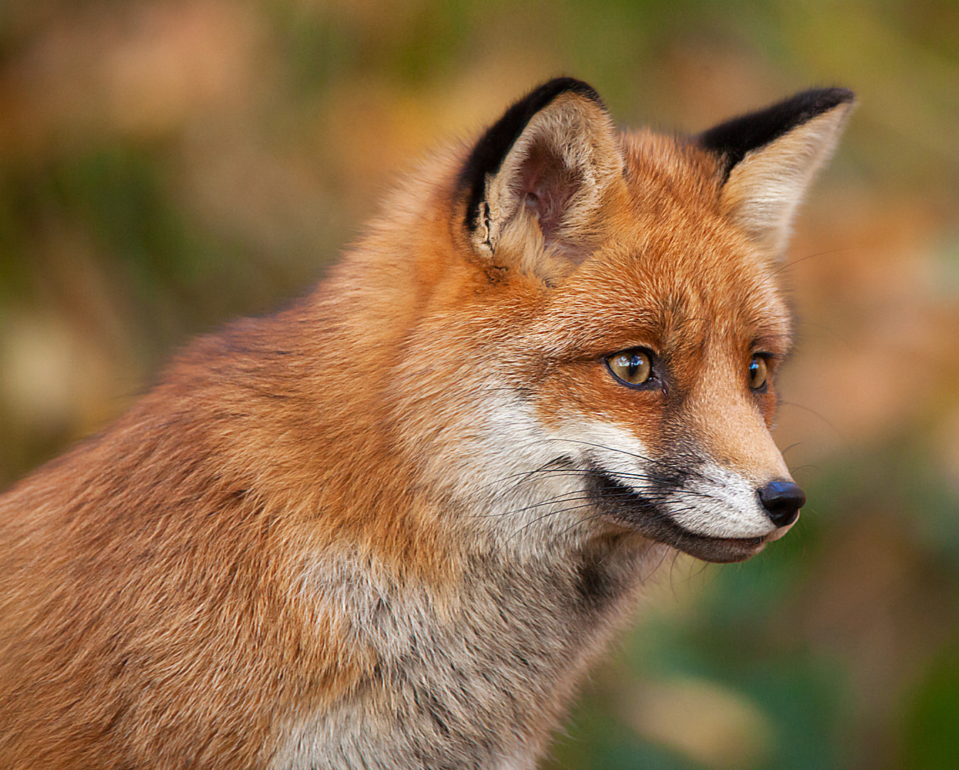 Rotfuchs-Portrait 001a Foto & Bild | natur, portrait, landschaft Bilder ...