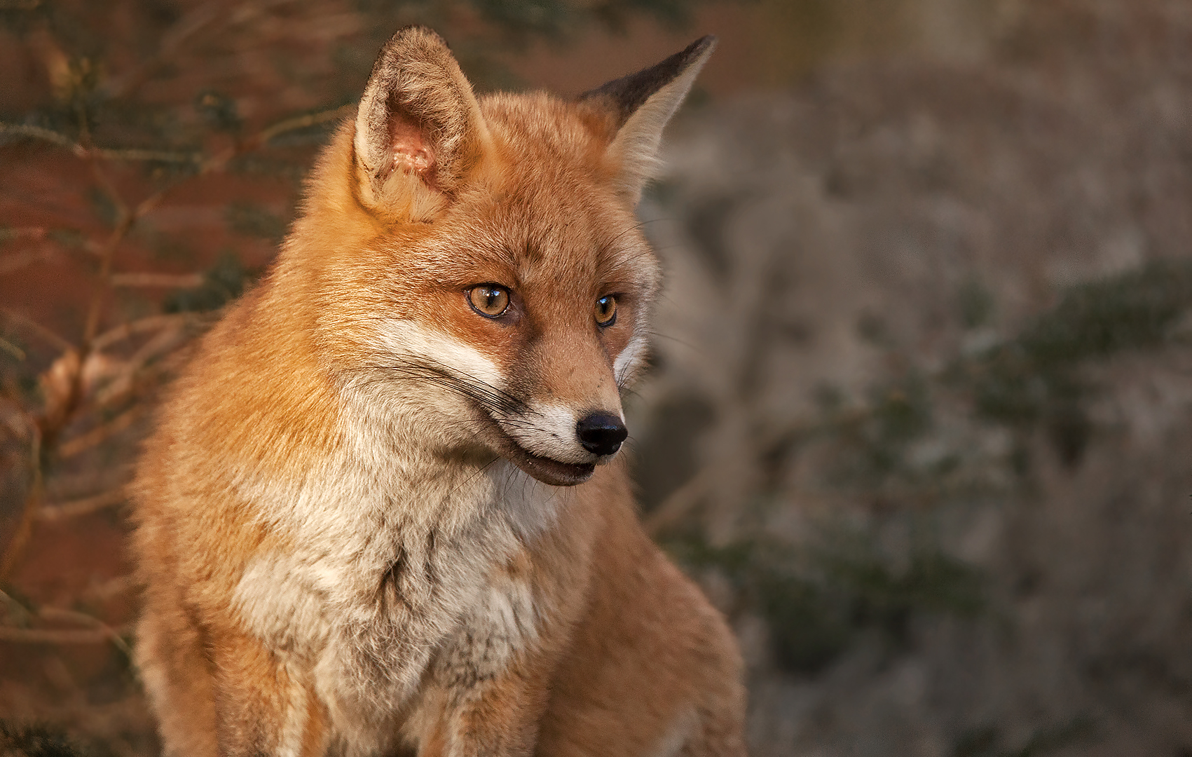 Rotfuchs-Portrait 001a Foto & Bild | natur, portrait, landschaft Bilder ...