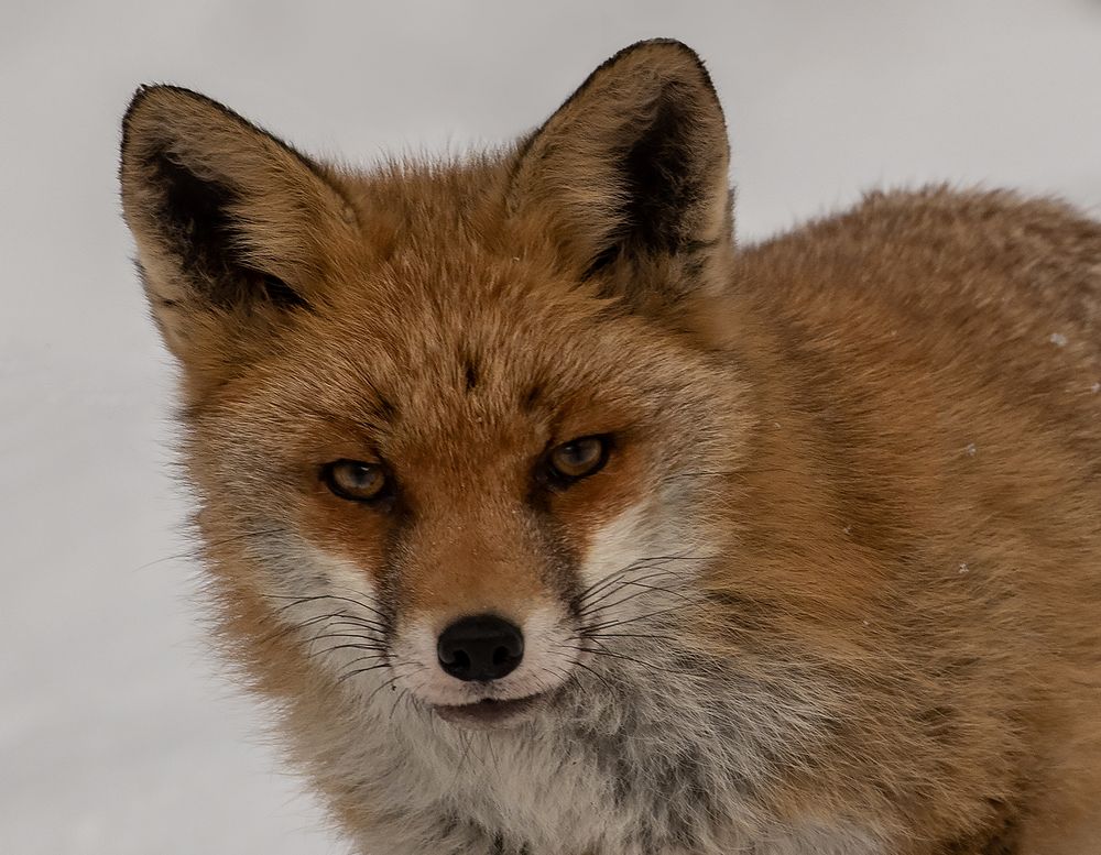 Rotfuchs-Portrait 001a Foto & Bild | tiere, wildlife, säugetiere Bilder ...