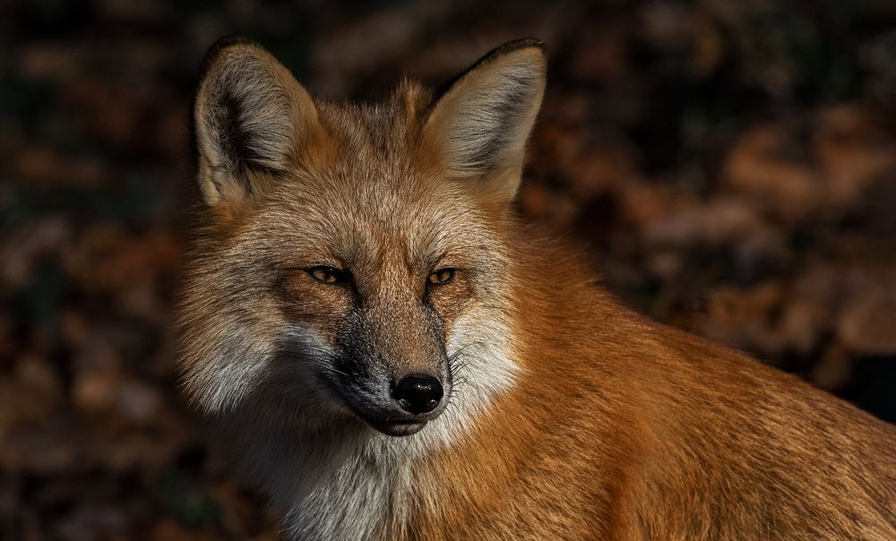 Rotfuchs-Portrait 002 Foto & Bild | deutschland, europe, nordrhein ...