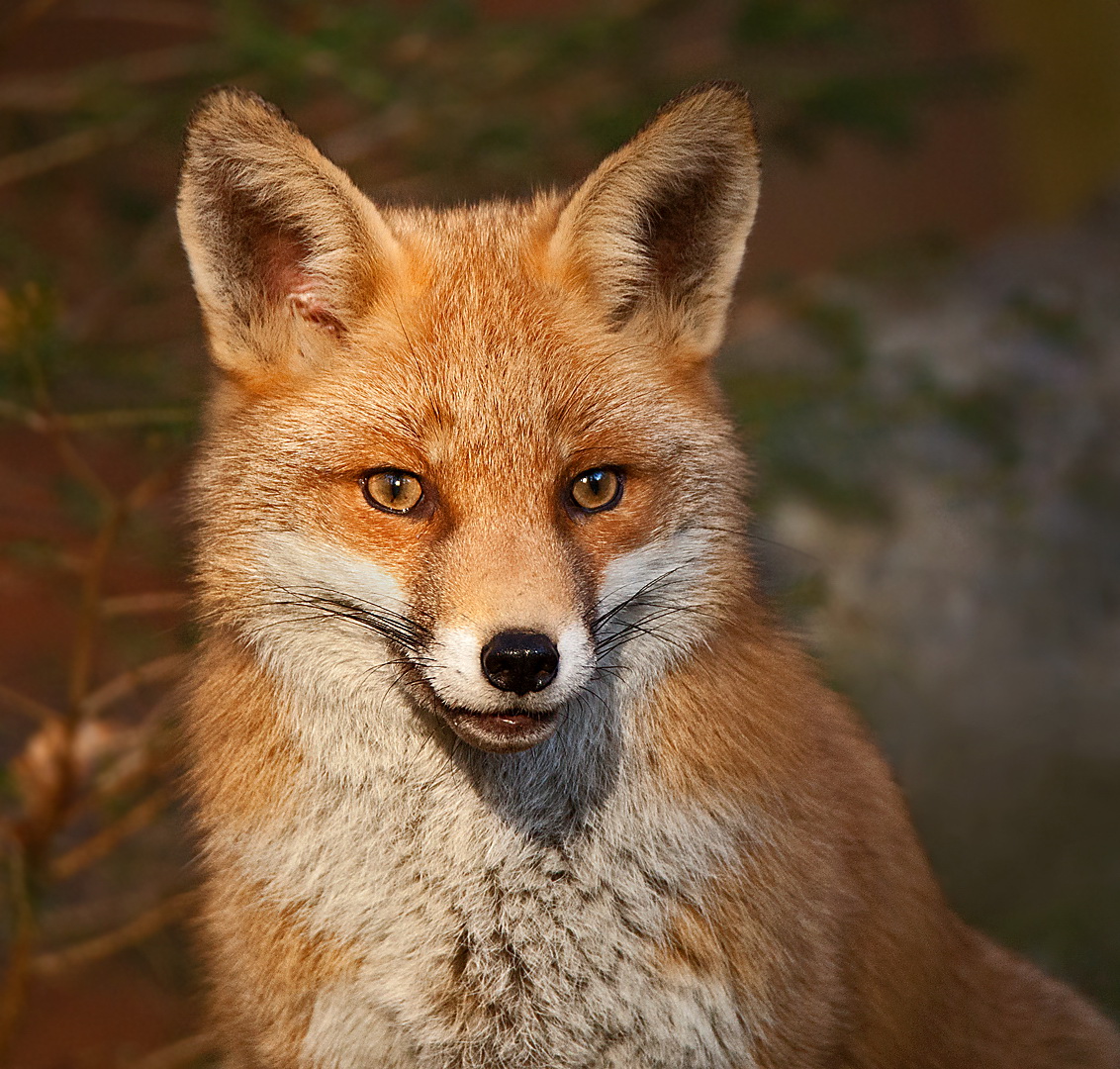Rotfuchs-Portrait 002b Foto & Bild | natur, farben, zoo Bilder auf ...