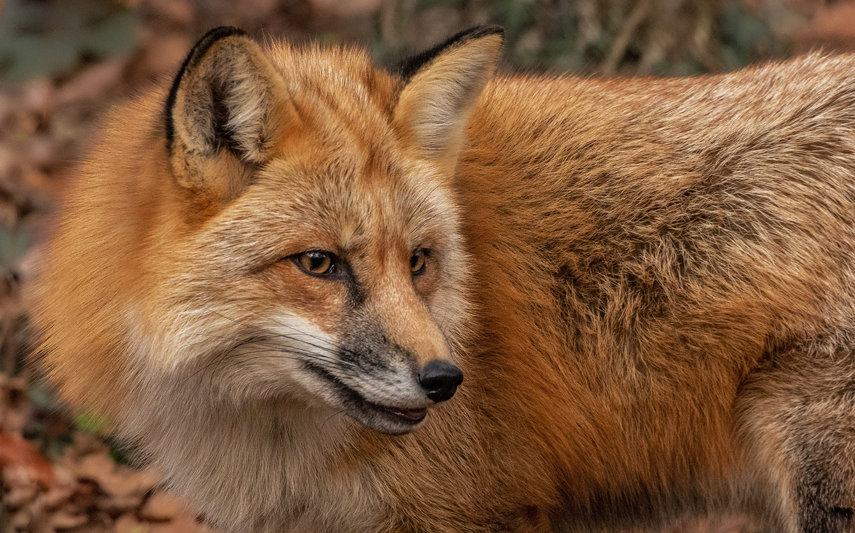 Rotfuchs-Portrait 004 Foto & Bild | deutschland, europe, nordrhein ...