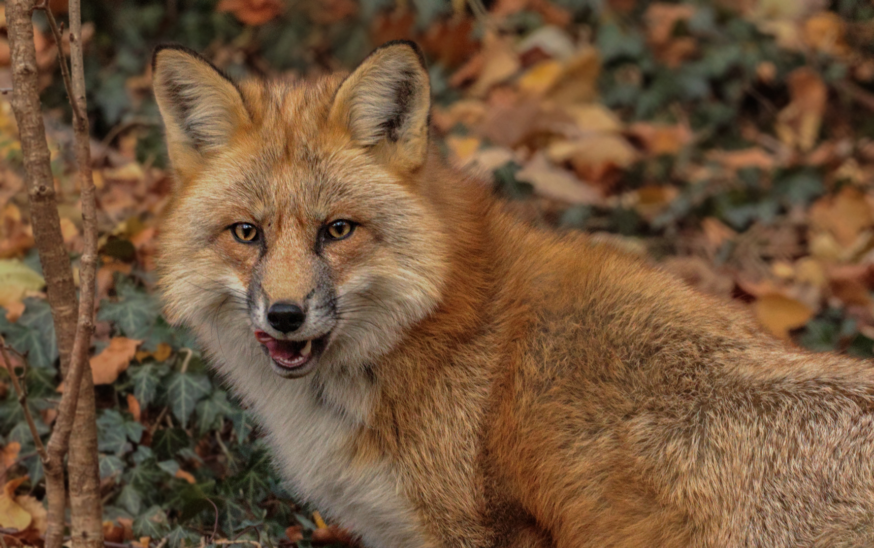 Rotfuchs-Portrait 008 Foto & Bild | deutschland, europe, nordrhein ...