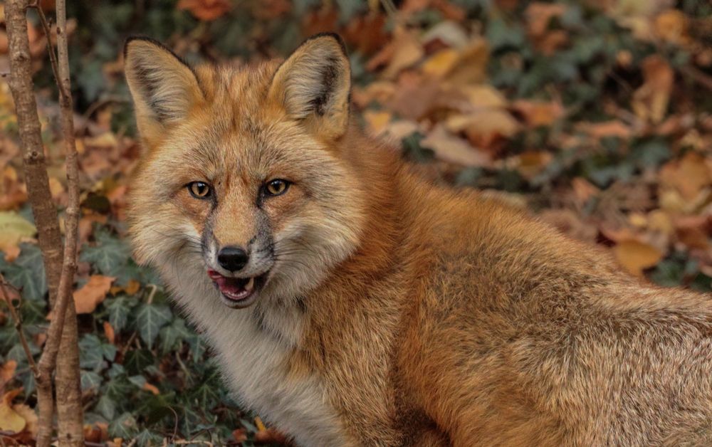 Rotfuchs-Portrait 008 Foto & Bild | deutschland, europe, nordrhein ...