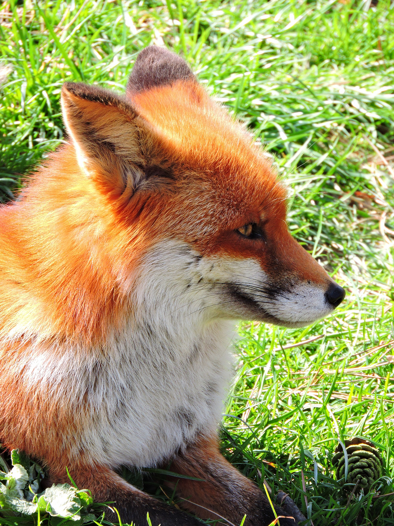 Rotfuchs Portrait ! Foto & Bild | tiere, zoo, wildpark & falknerei ...