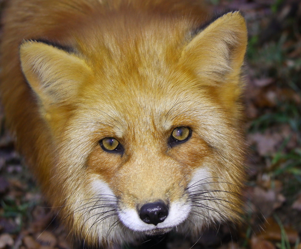 Rotfuchs Portrait Foto & Bild | tiere, zoo, wildpark & falknerei ...