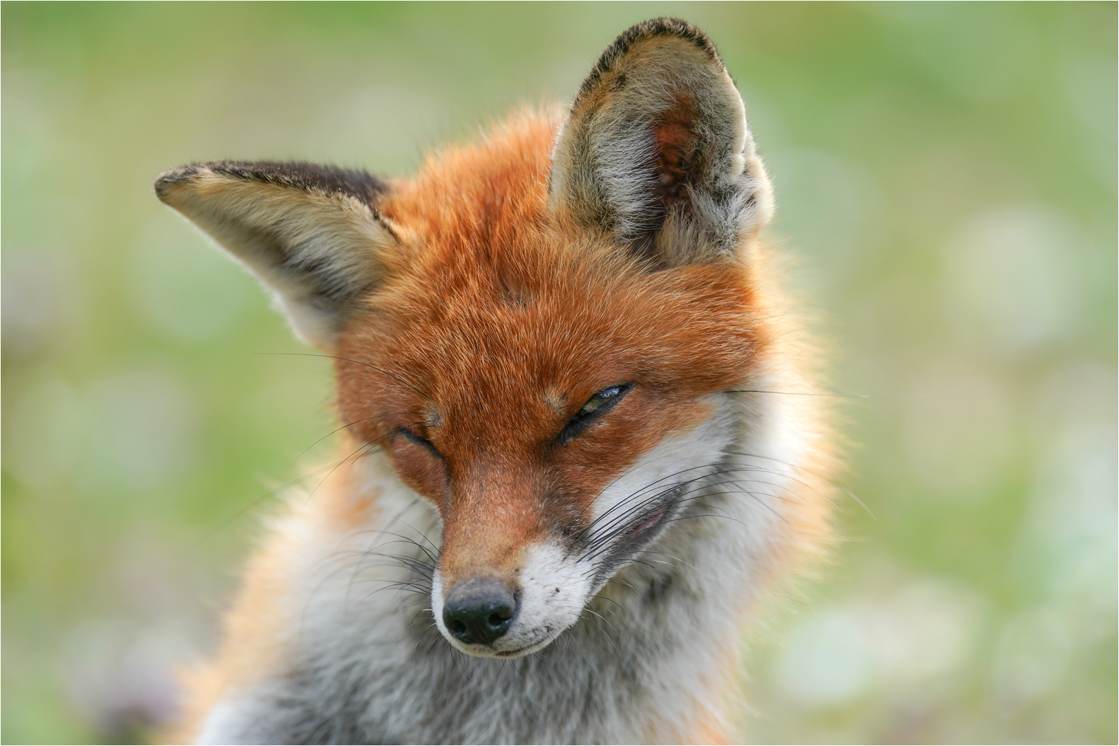 Rotfuchs Portrait Foto & Bild | natur, tiere, wildlife Bilder auf ...