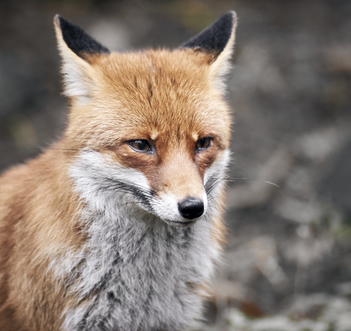 Rotfuchs-Portrait... Foto & Bild | wald, auge, natur Bilder auf ...
