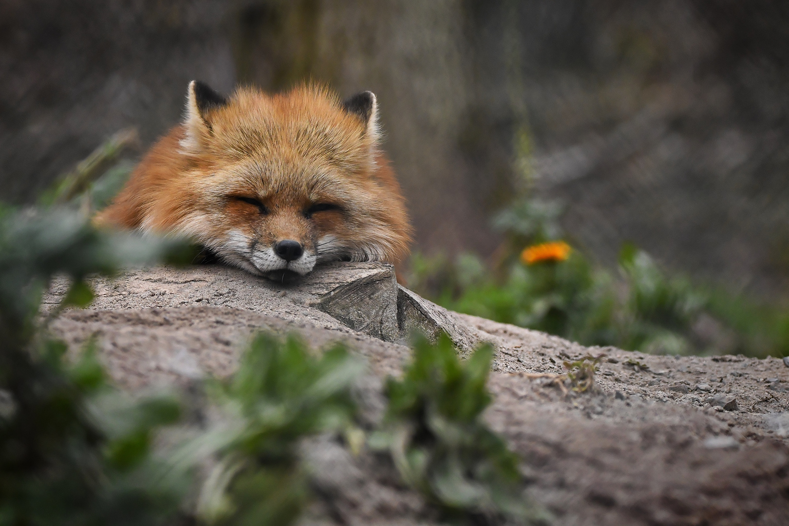 Rotfuchs (Redfox) Foto & Bild | animals, zoos, parks & falconries, zoo ...