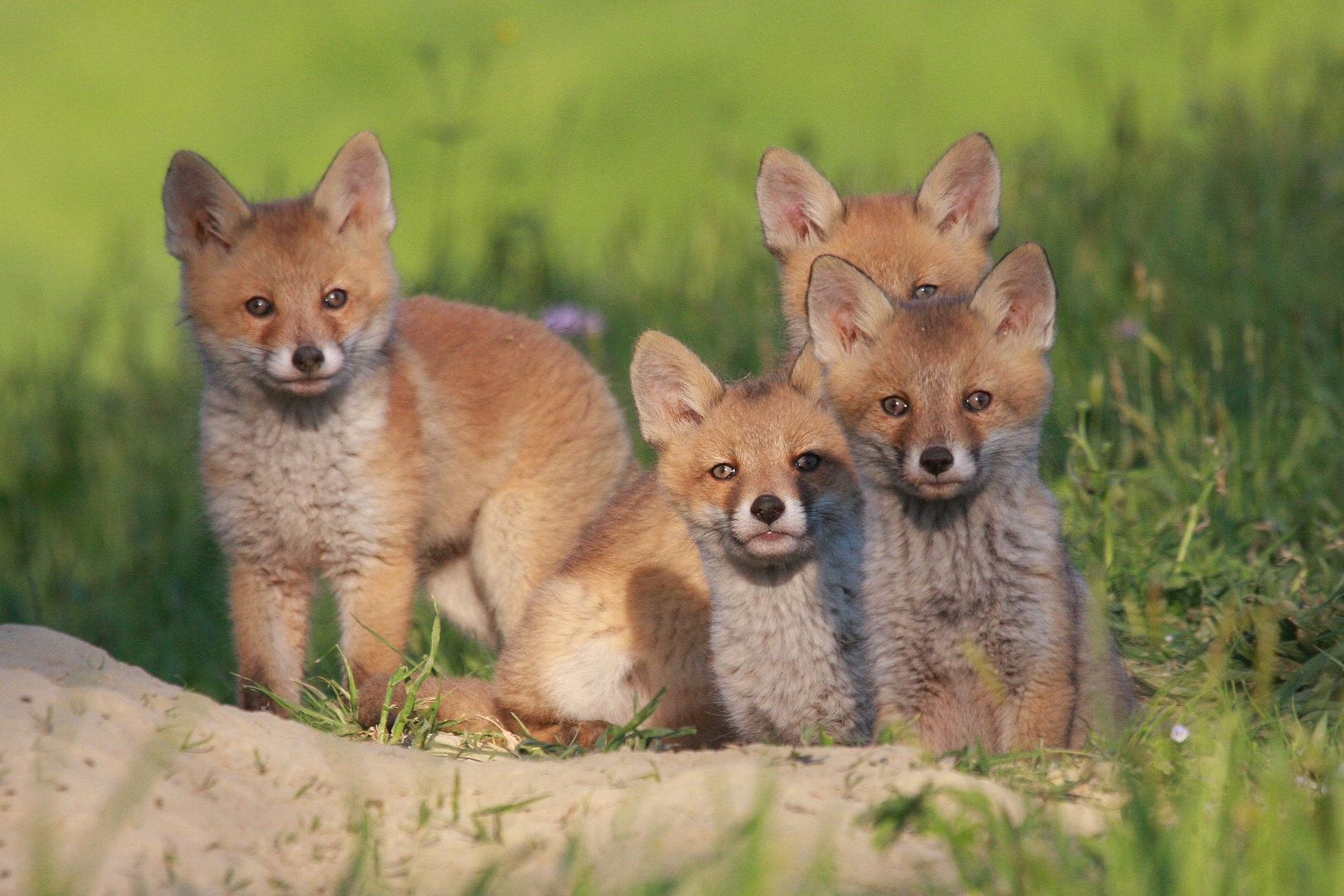 Rotfuchs (Vulpes vulpes) Foto & Bild | tiere, wildlife, säugetiere ...