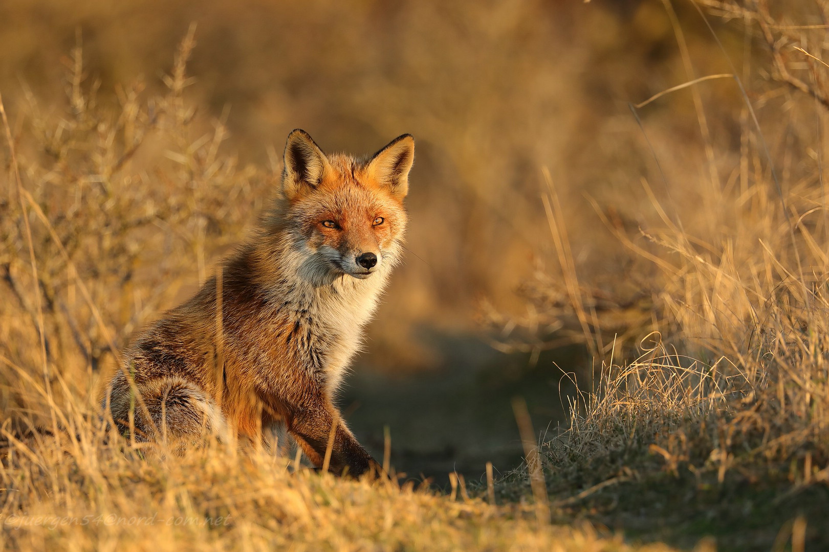 Rotfuchs (Vulpes vulpes) Foto & Bild | fotos, natur, landschaft Bilder ...