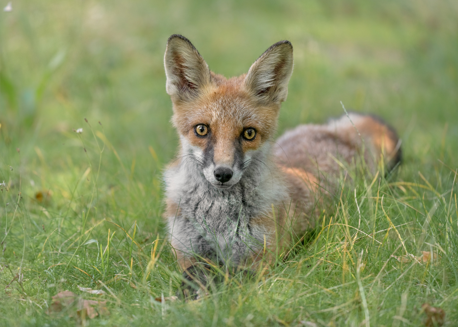 Rotfuchs (Vulpes vulpes) Foto & Bild | tiere, wildlife, säugetiere ...