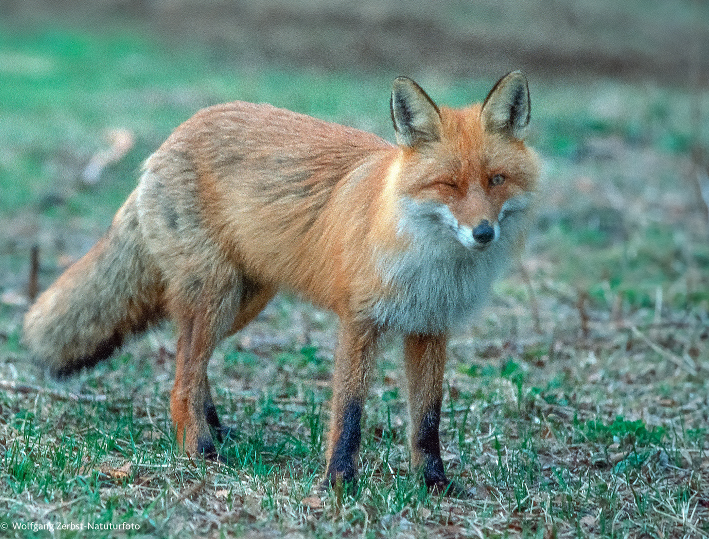Rotfuchs --- ( Vulpes vulpes ) Foto & Bild | fotos, natur, pflanzen ...