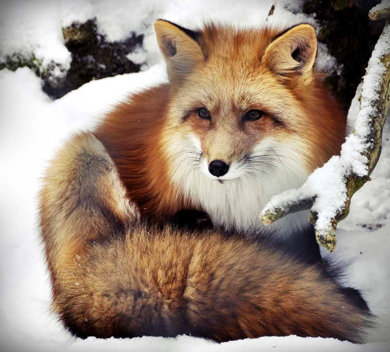 Rotfuchs - Vulpes Vulpes Foto & Bild | tiere, zoo, wildpark & falknerei, säugetiere Bilder auf ...