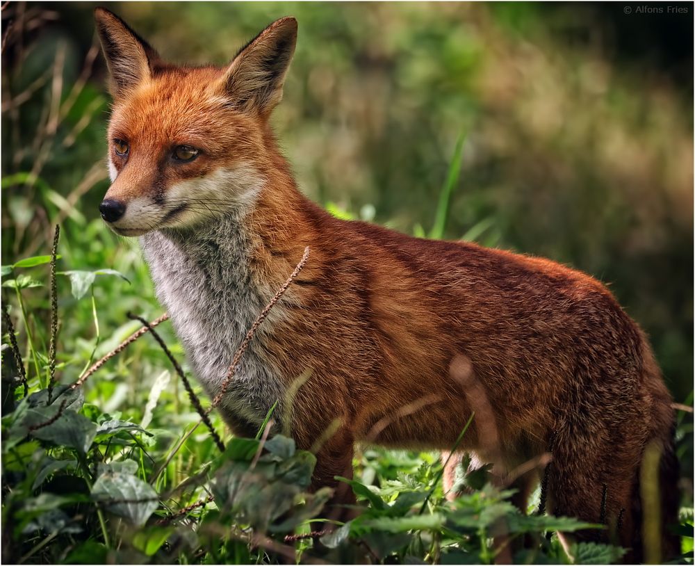 Rotfuchs (Vulpes vulpes) Foto & Bild | dokumentation, outdoor, natur ...