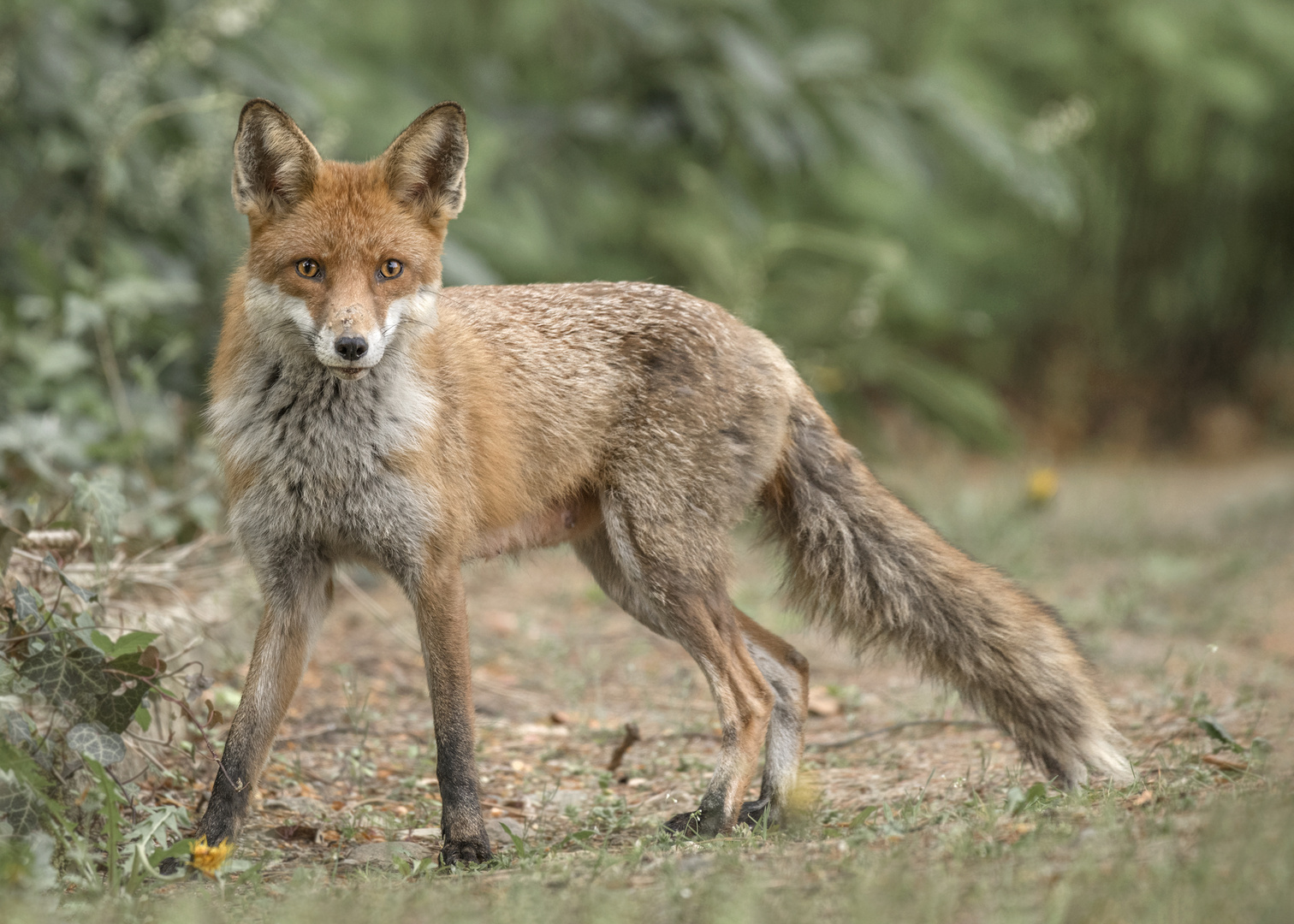 Rotfuchs (Vulpes vulpes) Foto & Bild | tiere, wildlife, säugetiere ...