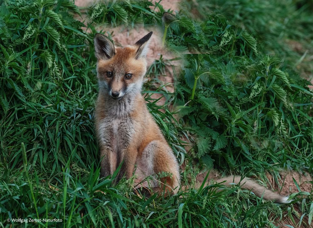 -- Rotfuchs-Welpe 1 -- Foto & Bild | fotos, world, natur Bilder auf ...