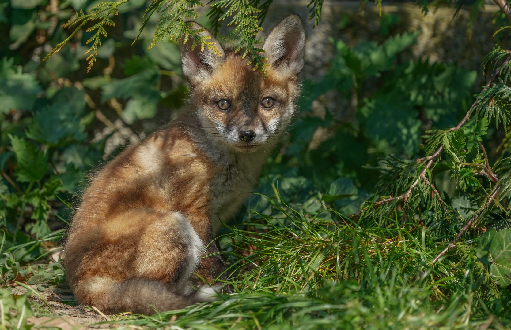 Rotfuchs Welpe Foto & Bild | tiere, wildlife, säugetiere Bilder auf ...
