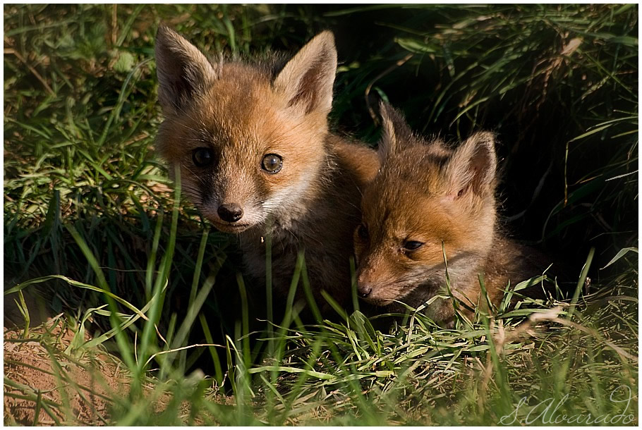 Rotfuchs Welpen Foto & Bild | tiere, tierkinder, welpen Bilder auf ...