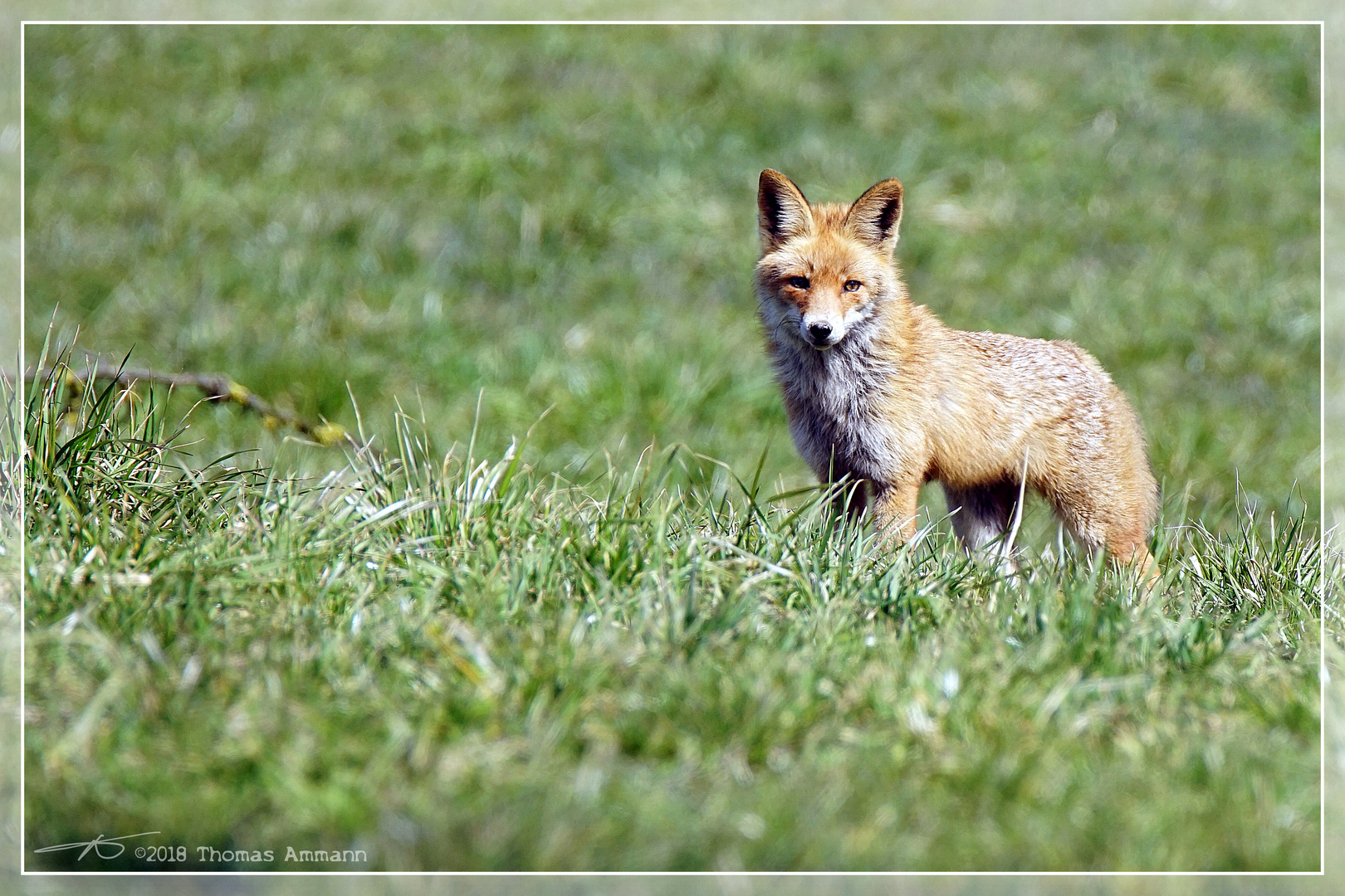 Rotfuchs#1_180325 Foto & Bild | natur, tiere, wildlife Bilder auf ...