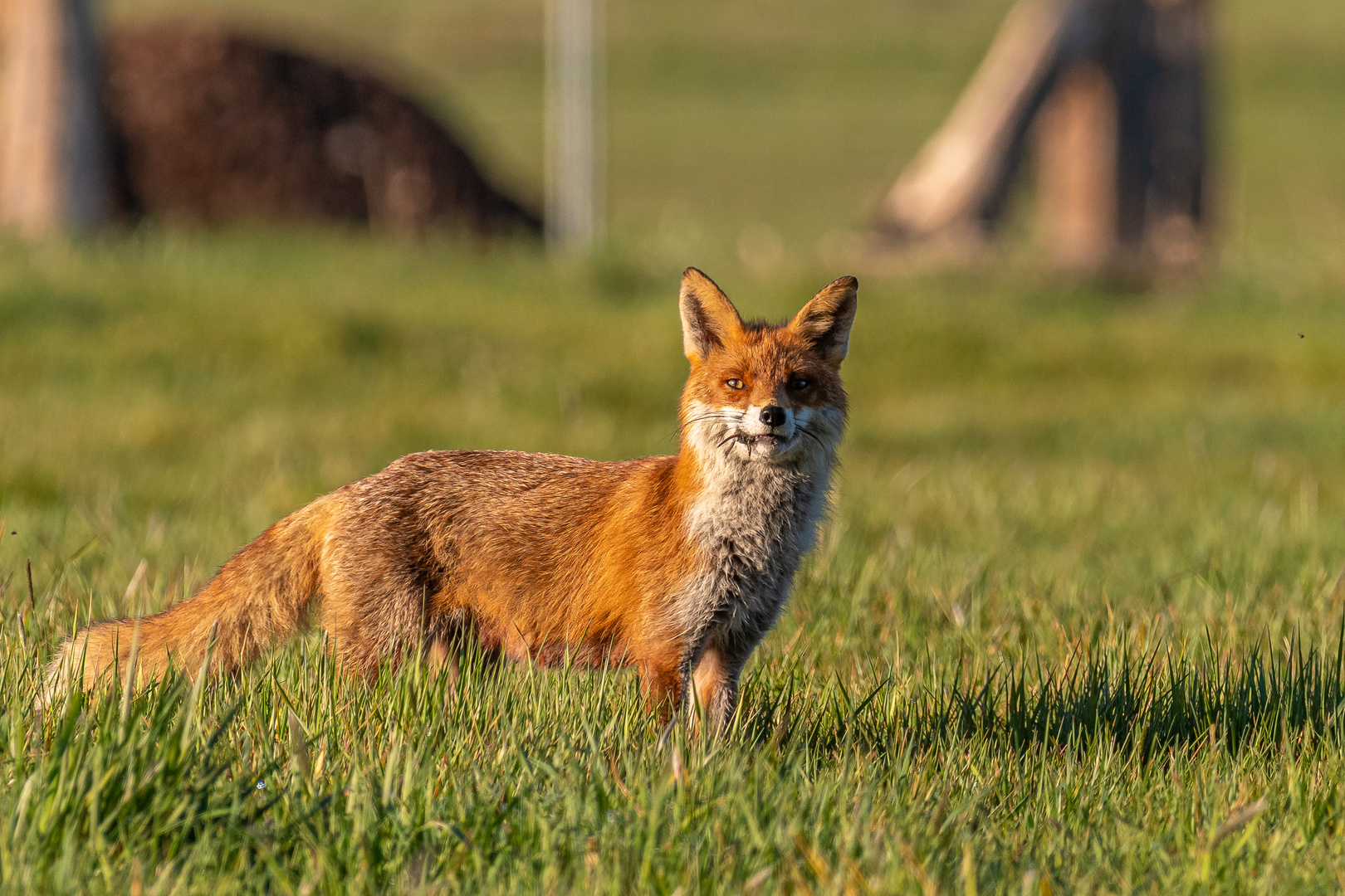 Rotfuchs_3289 Foto & Bild | tiere, wildlife, wildlife: sonstige tiere ...