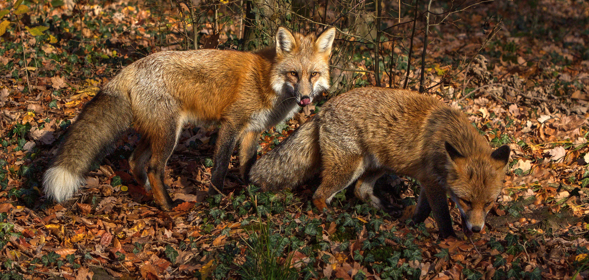 Rotfüchse 001b Foto & Bild | deutschland, europe, nordrhein- westfalen ...