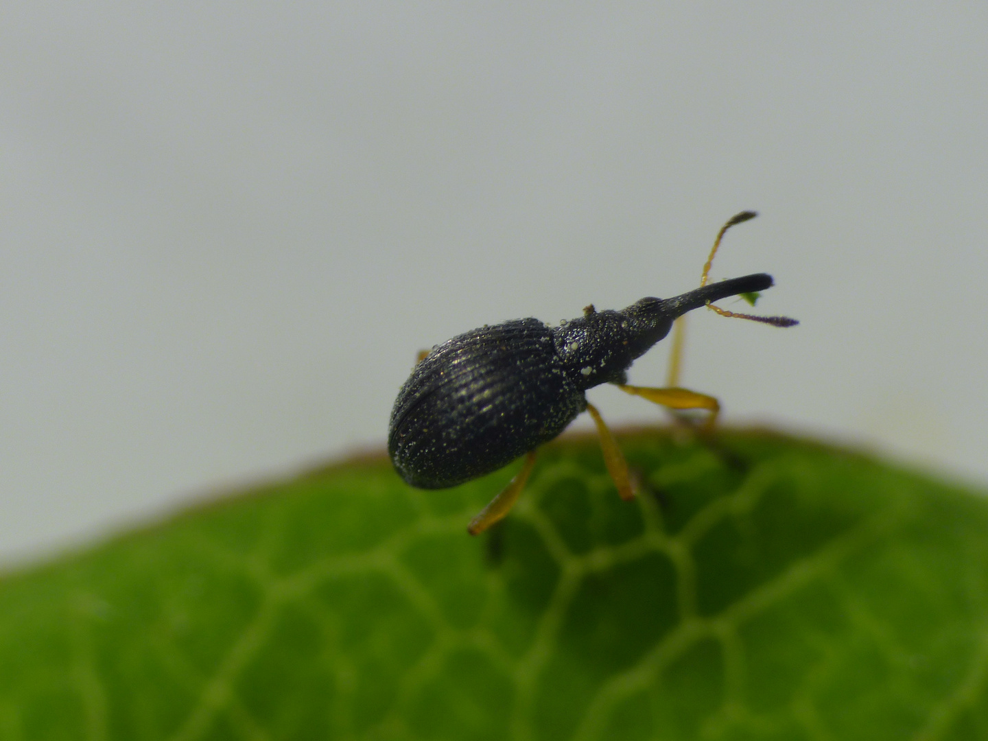 Rotfüßiger Klee-Spitzmausrüssler (Protapion fulvipes) Foto & Bild ...