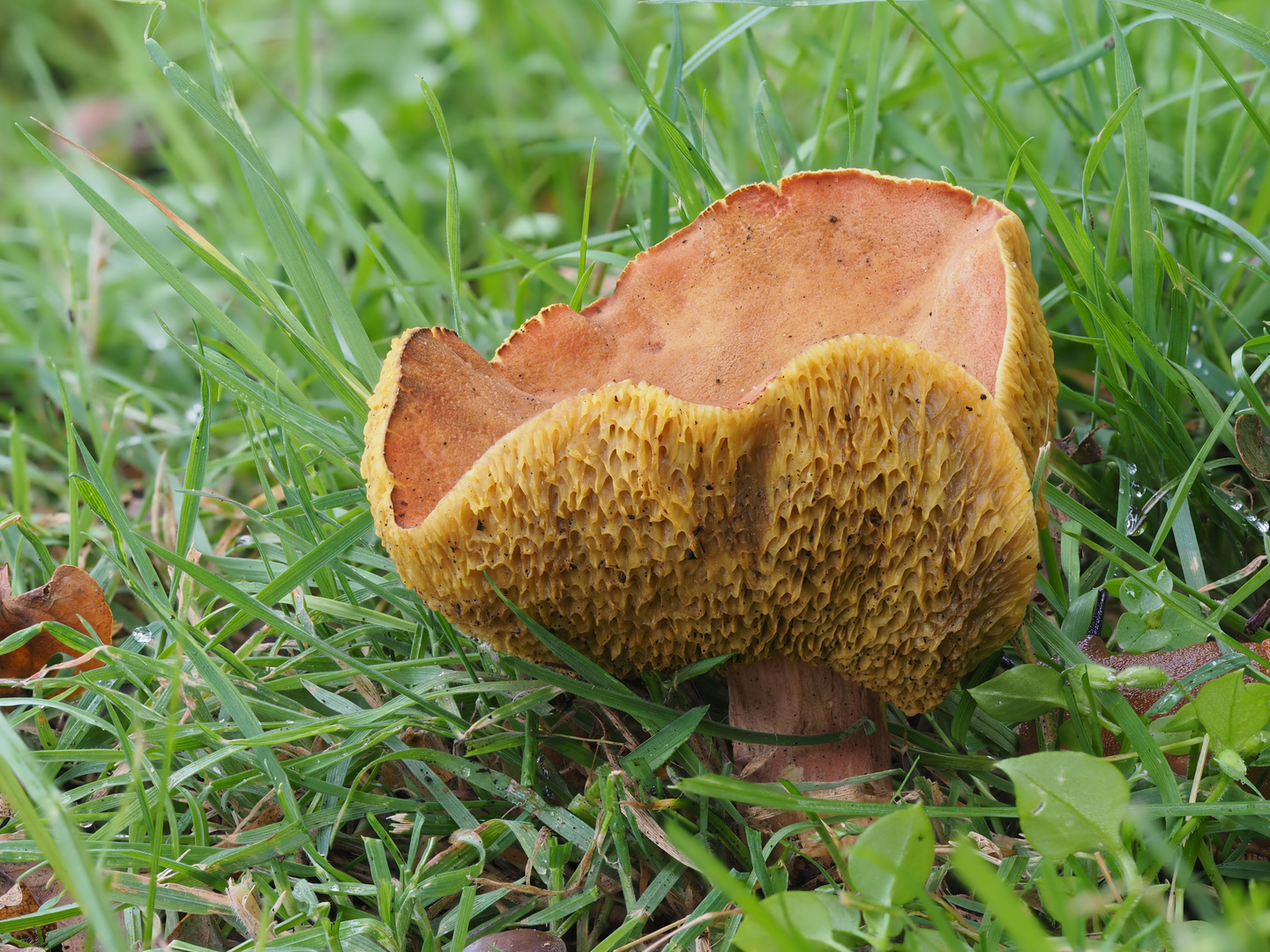 Rotfußröhrling Foto & Bild | natur, pilze, stack Bilder auf fotocommunity