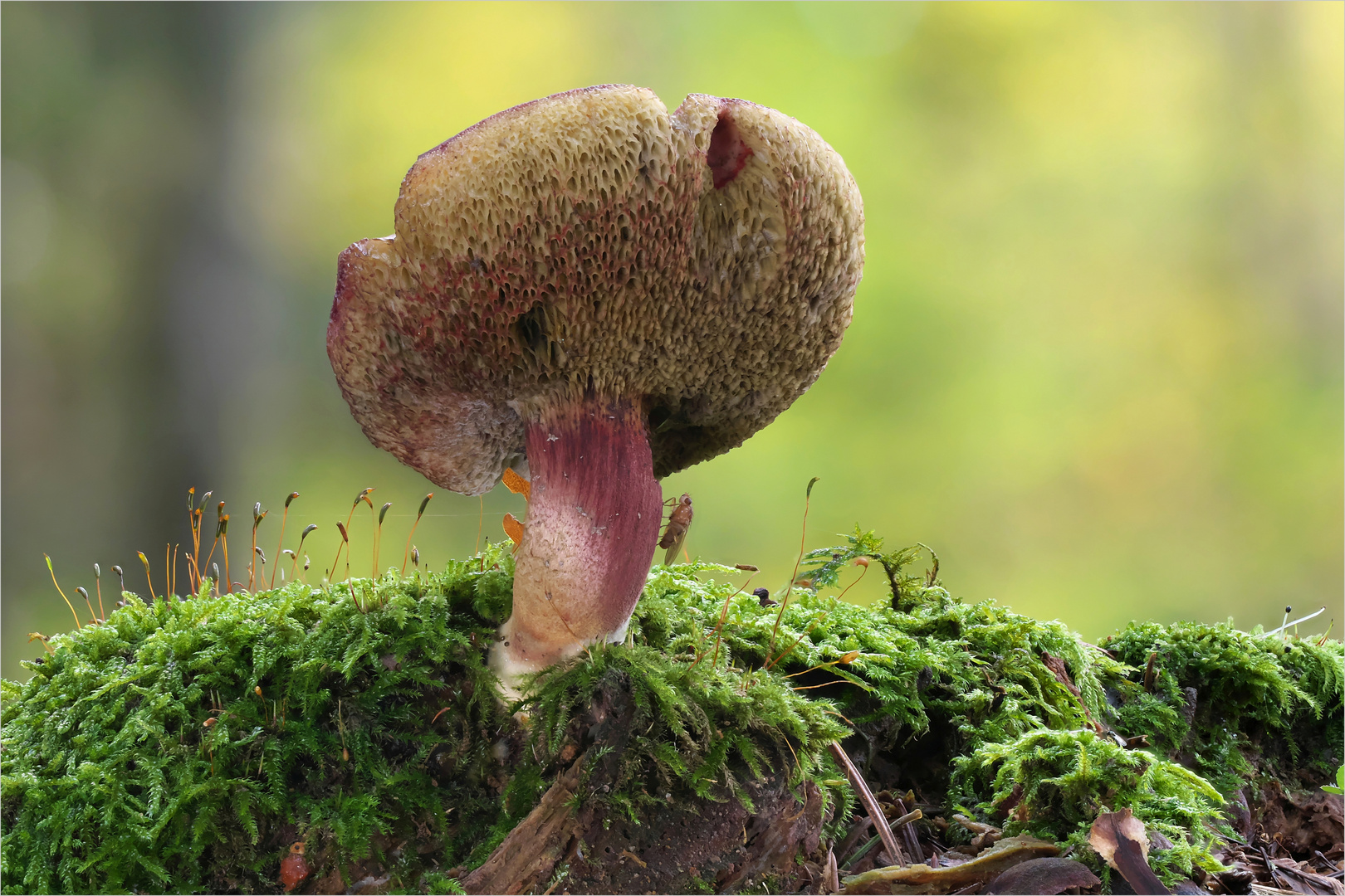 Rotfußröhrling Foto & Bild | makro, natur, herbst Bilder auf fotocommunity