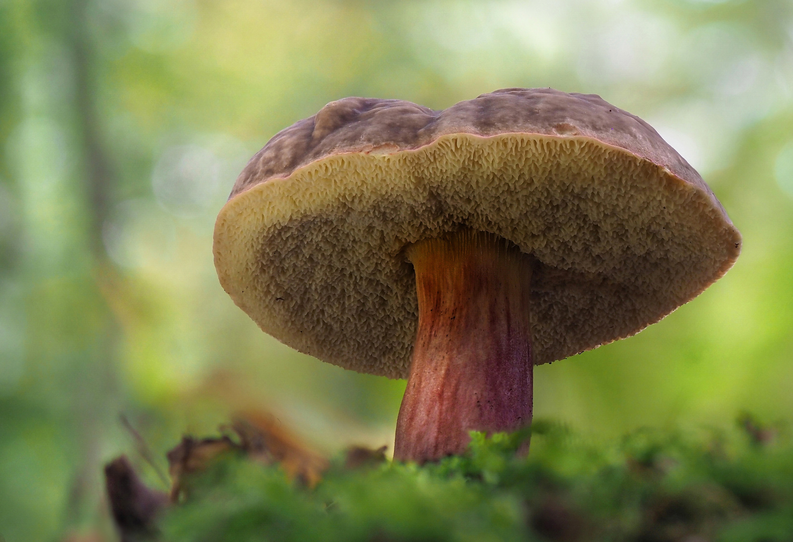 Rotfußröhrling Foto & Bild | wald, makro, natur Bilder auf fotocommunity