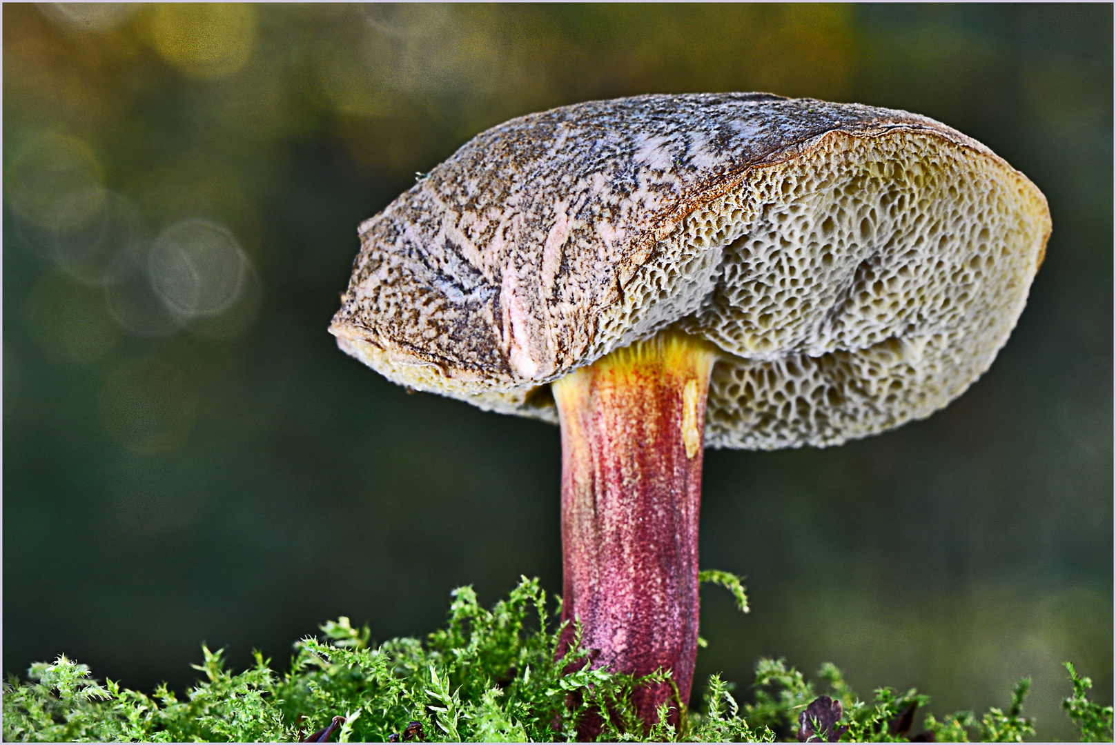 Rotfußröhrling, ein Prachtexemplar Foto & Bild | wald, natur, pilz ...