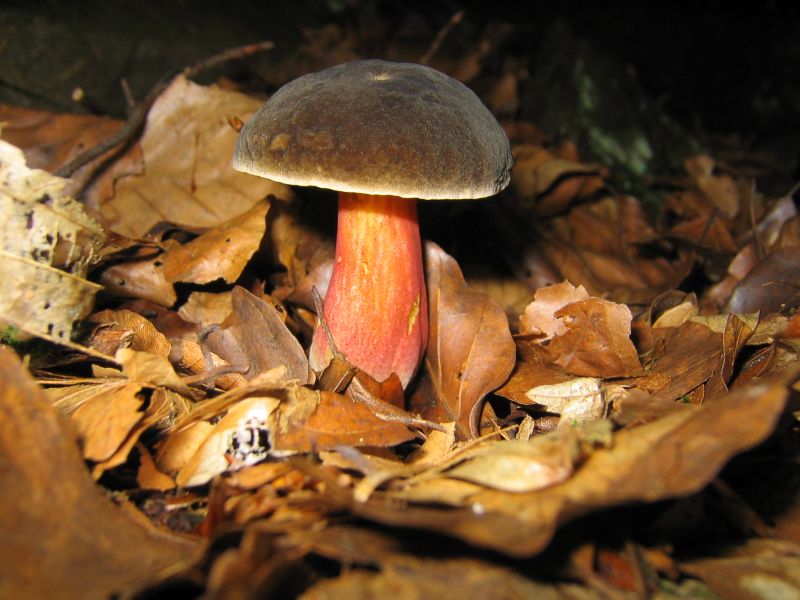 Rotfußröhrling ( Xerocomus chrysenteron) Foto & Bild | pflanzen, pilze ...