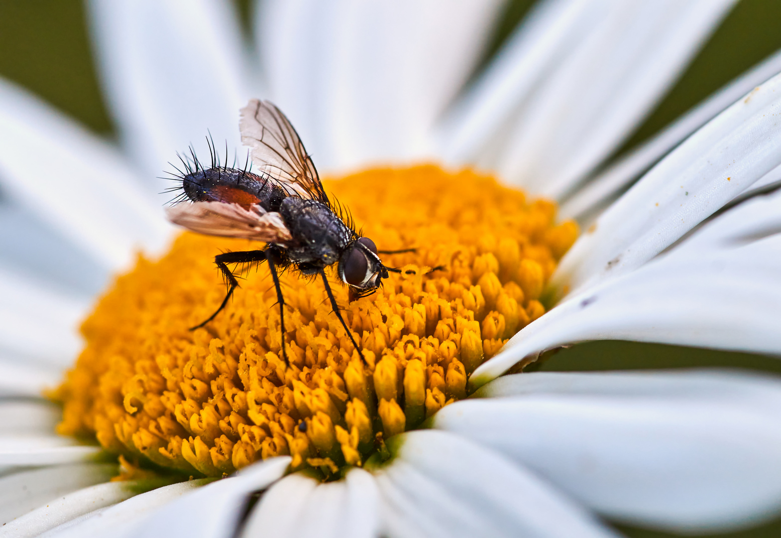 Rotgefleckte Raupenfliege (Eriothrix rufomaculatus) Foto & Bild | natur ...