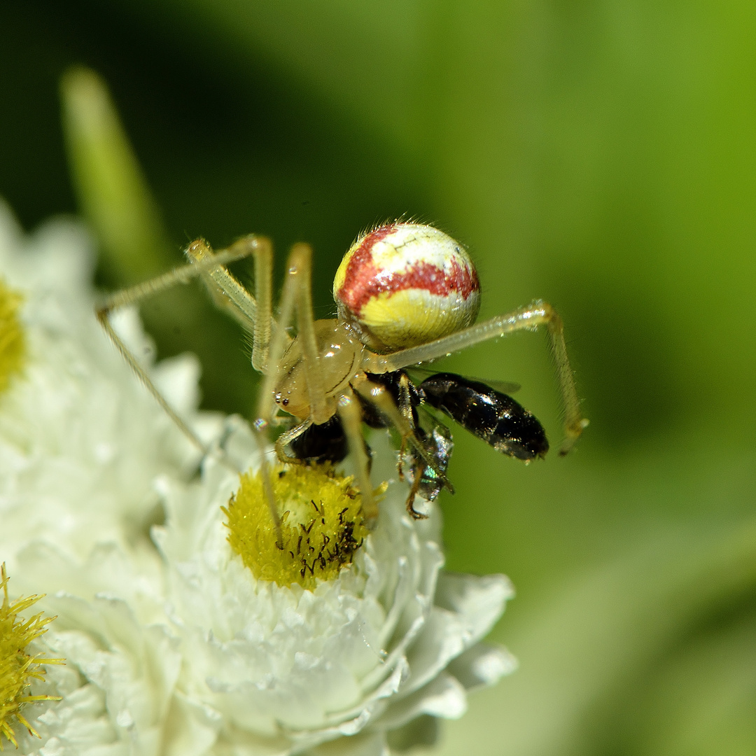 Rotgestreifte Kugelspinne. Foto & Bild | tiere, wildlife, spinnen ...