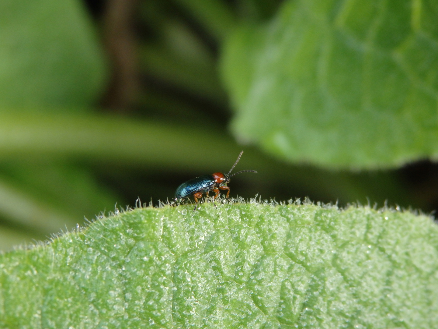 Rothalsiges Getreidehähnchen (Oulema melanopus) Foto & Bild | tiere ...