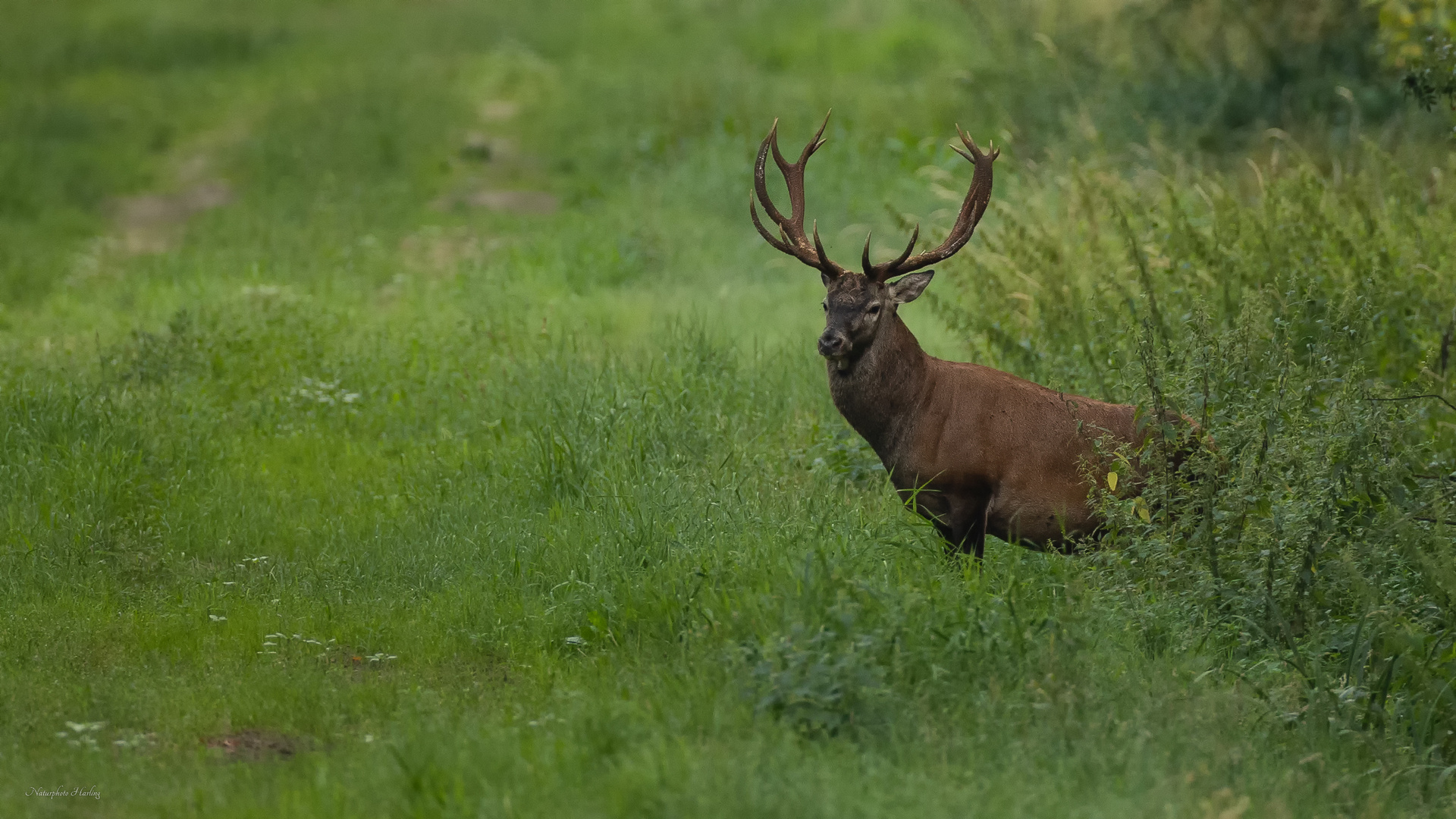 Rothirsch 001 (1 von 1) Foto & Bild | tiere, wildlife, natur Bilder auf ...