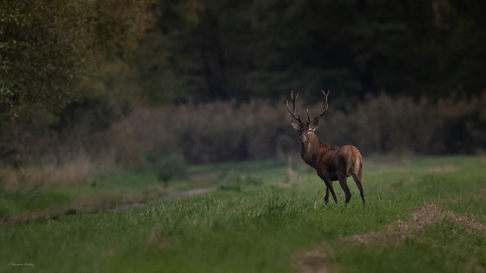 Rothirsch 00239 (1 von 1) Foto & Bild | tiere, landschaft, natur Bilder ...