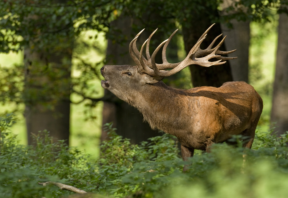 Rothirsch Foto & Bild | tiere, zoo, wildpark & falknerei, säugetiere ...