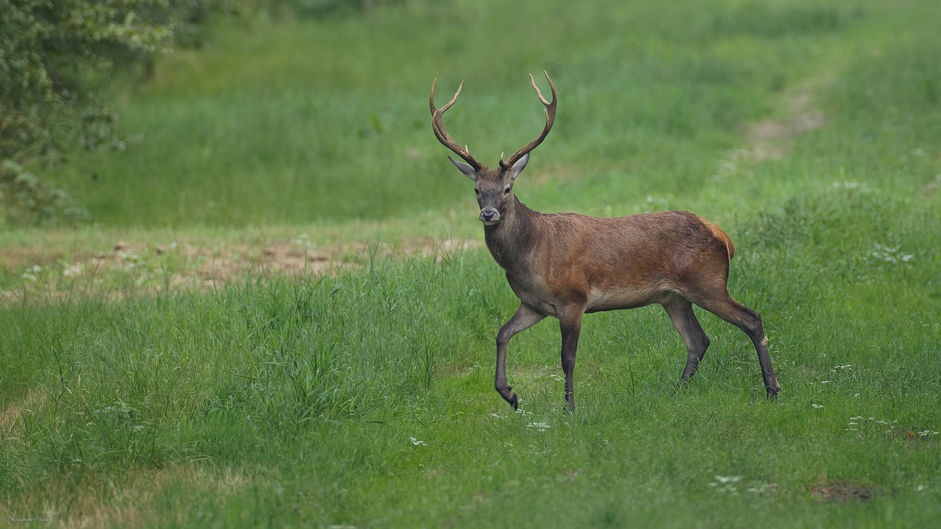 Rothirsch 08 (1 von 1) Foto & Bild | tiere, wildlife, natur Bilder auf ...